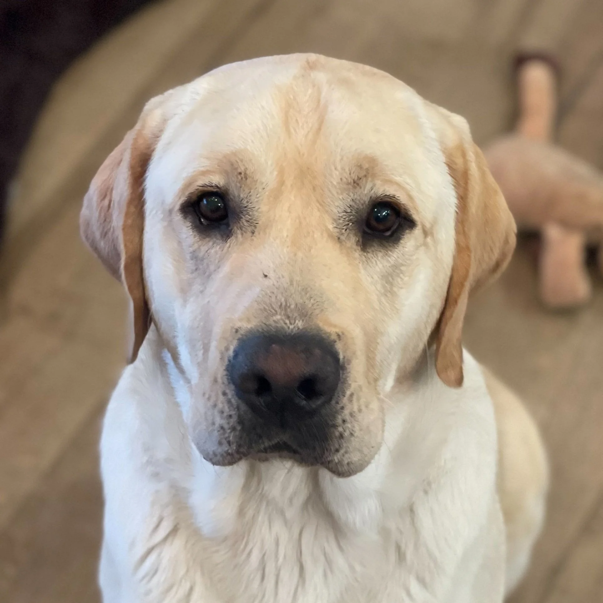 Our Dogs — Freedom Dogs