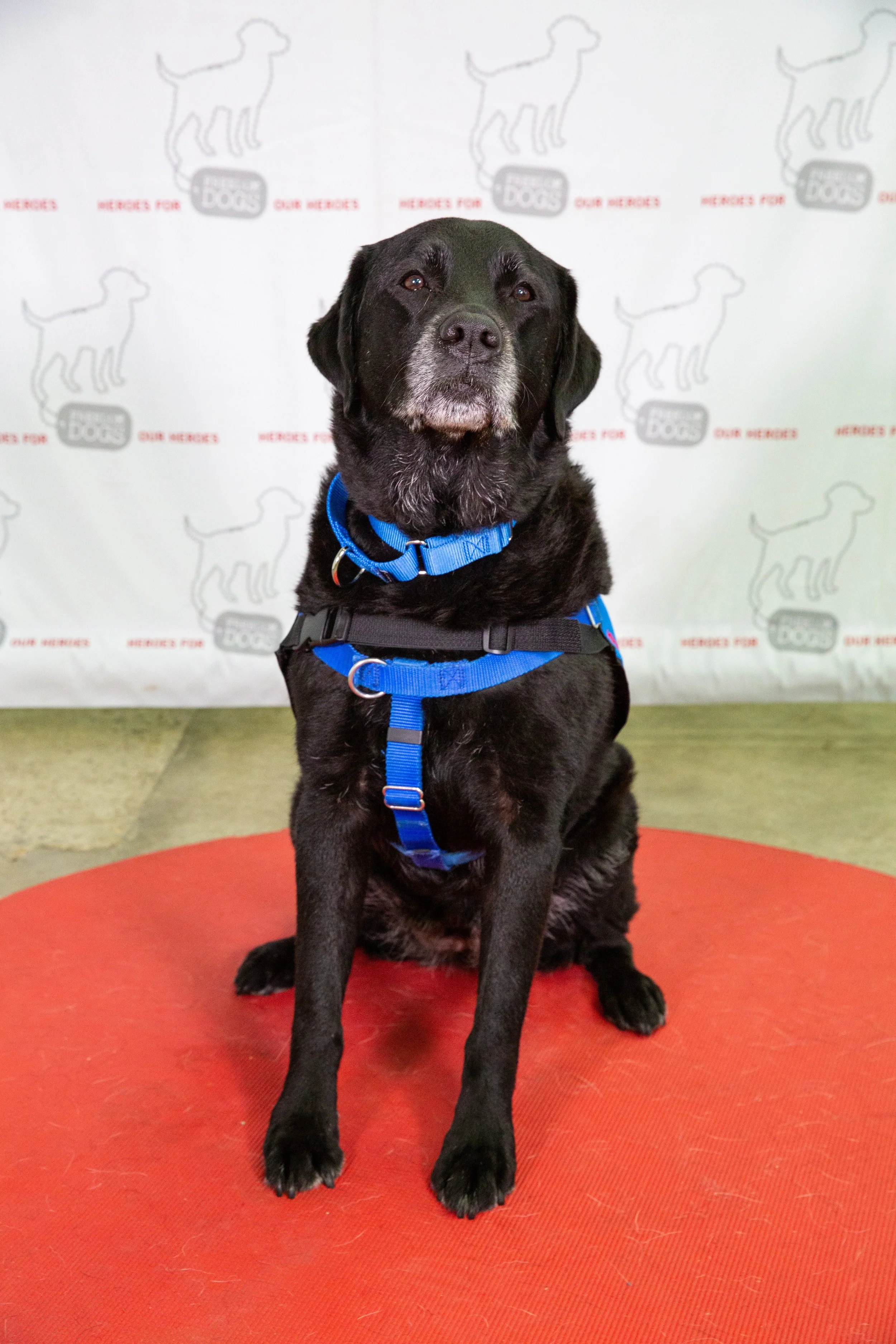 Our Dogs — Freedom Dogs