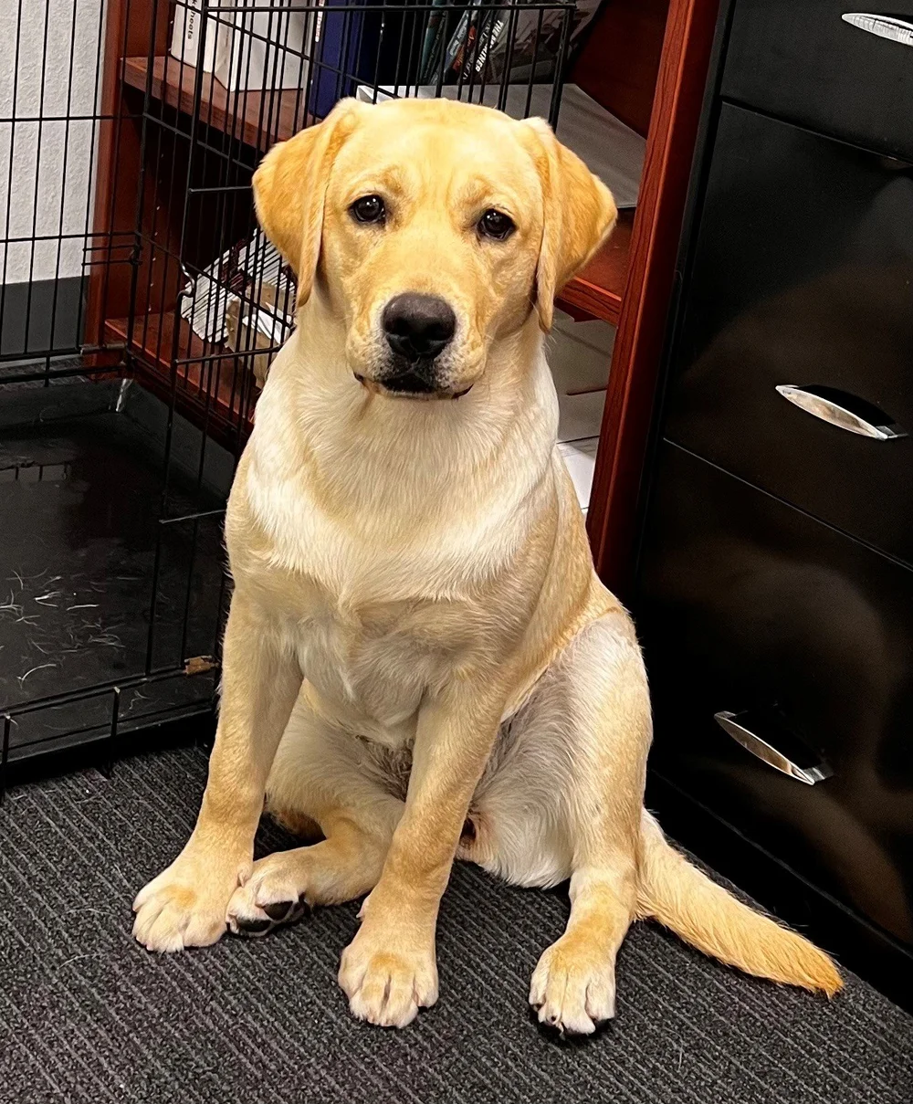 Our Dogs — Freedom Dogs