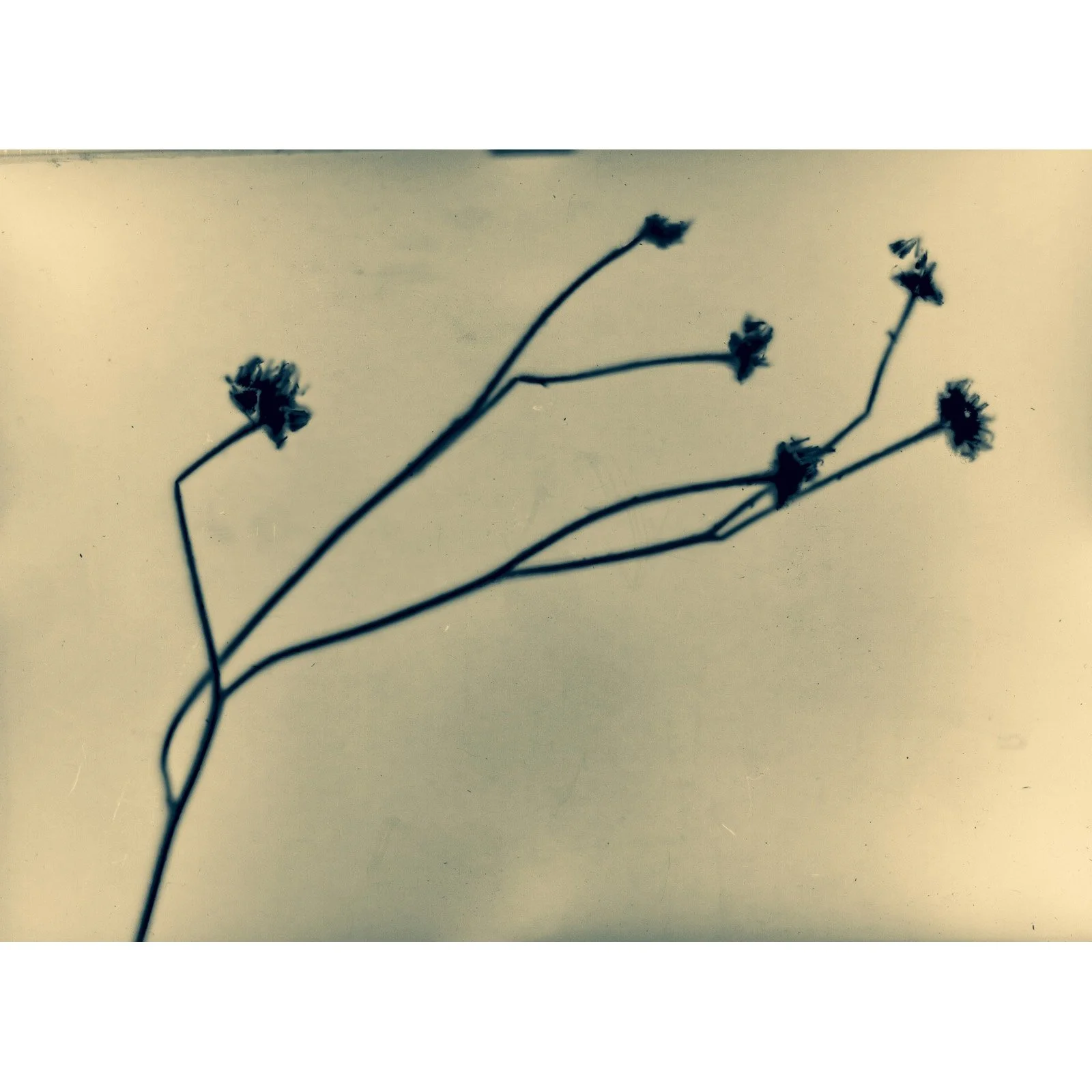 Hexa Lumen Prints — Sales de Plata