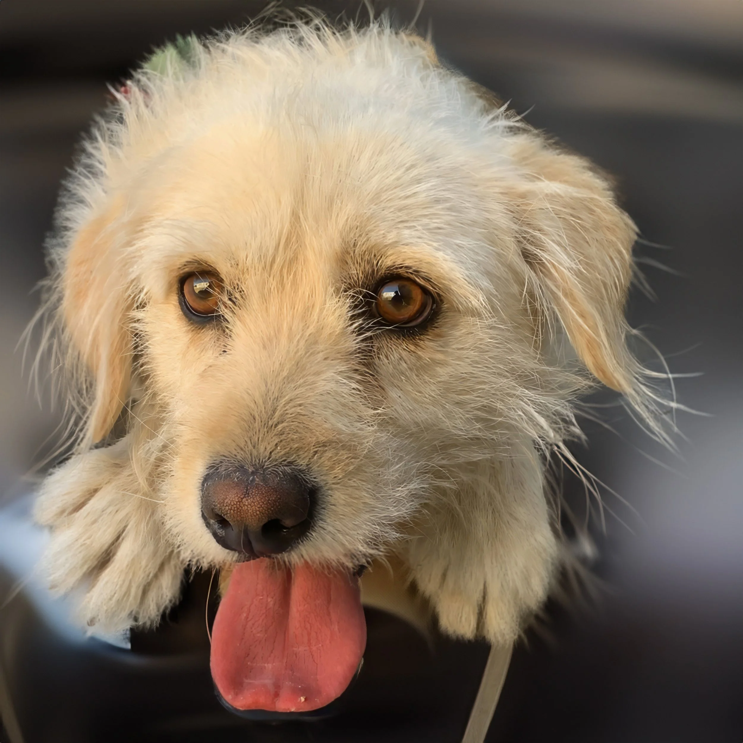 Adoptables — Cross My Paws