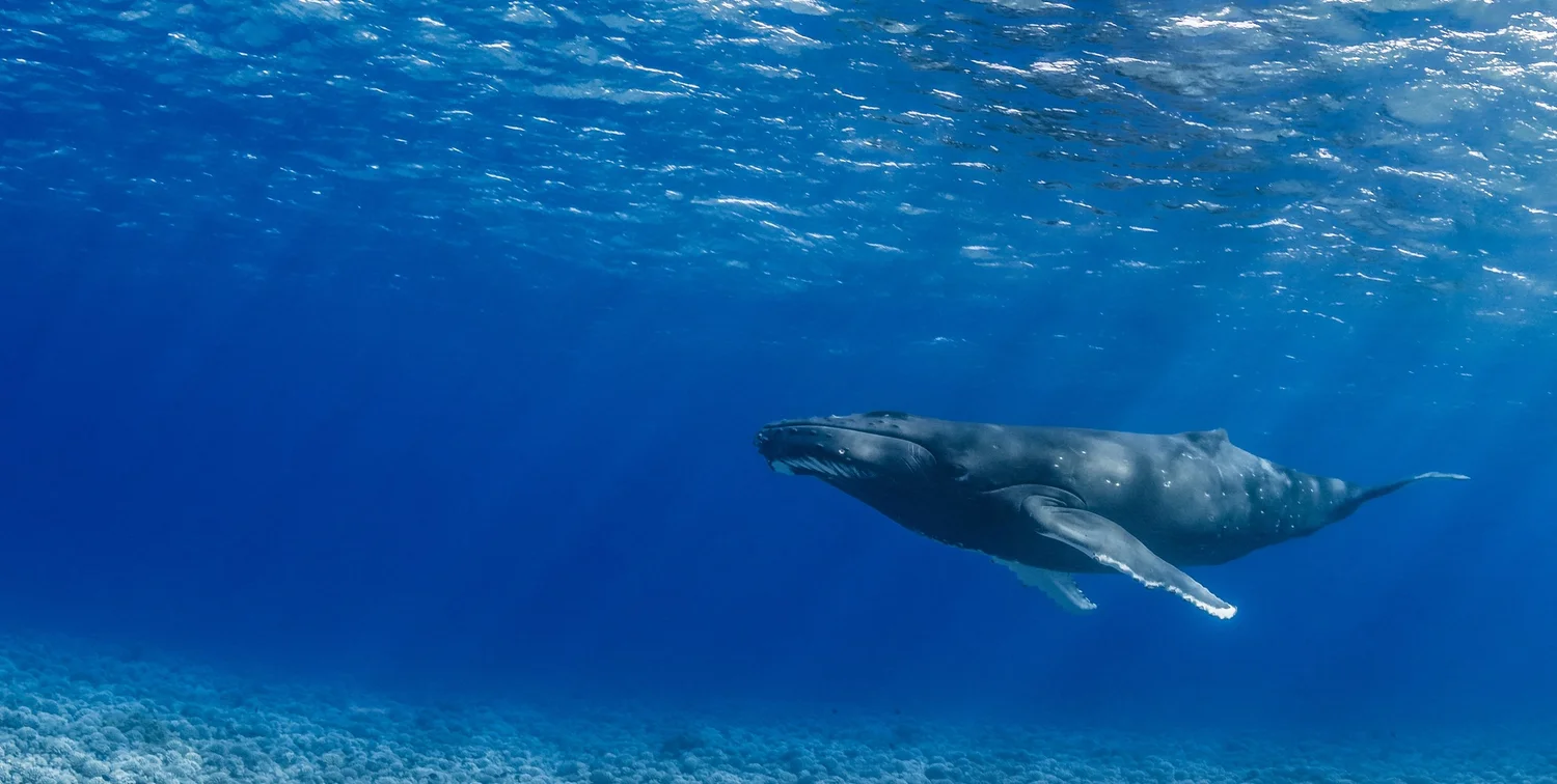 ocean news — oceans aware