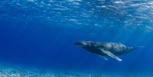 ocean life — oceans aware