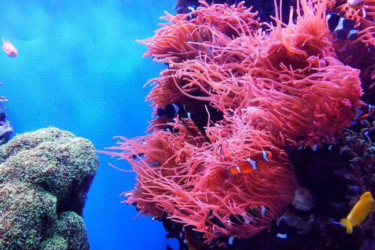 ocean habitats — oceans aware