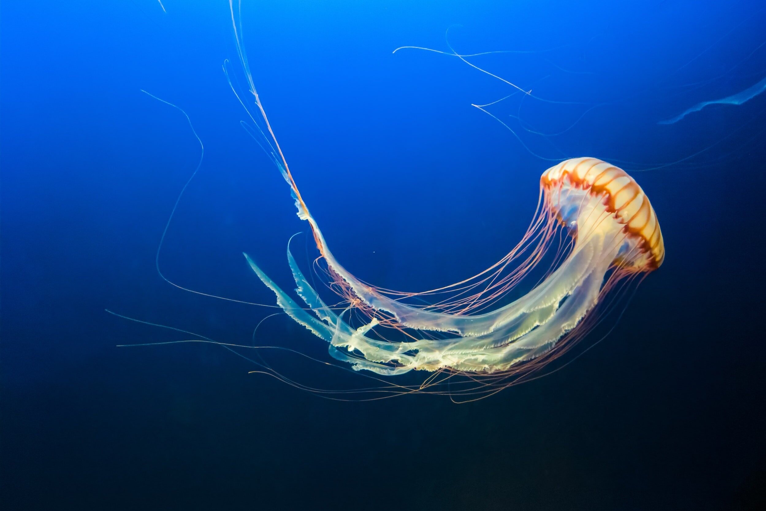 ocean life — oceans aware