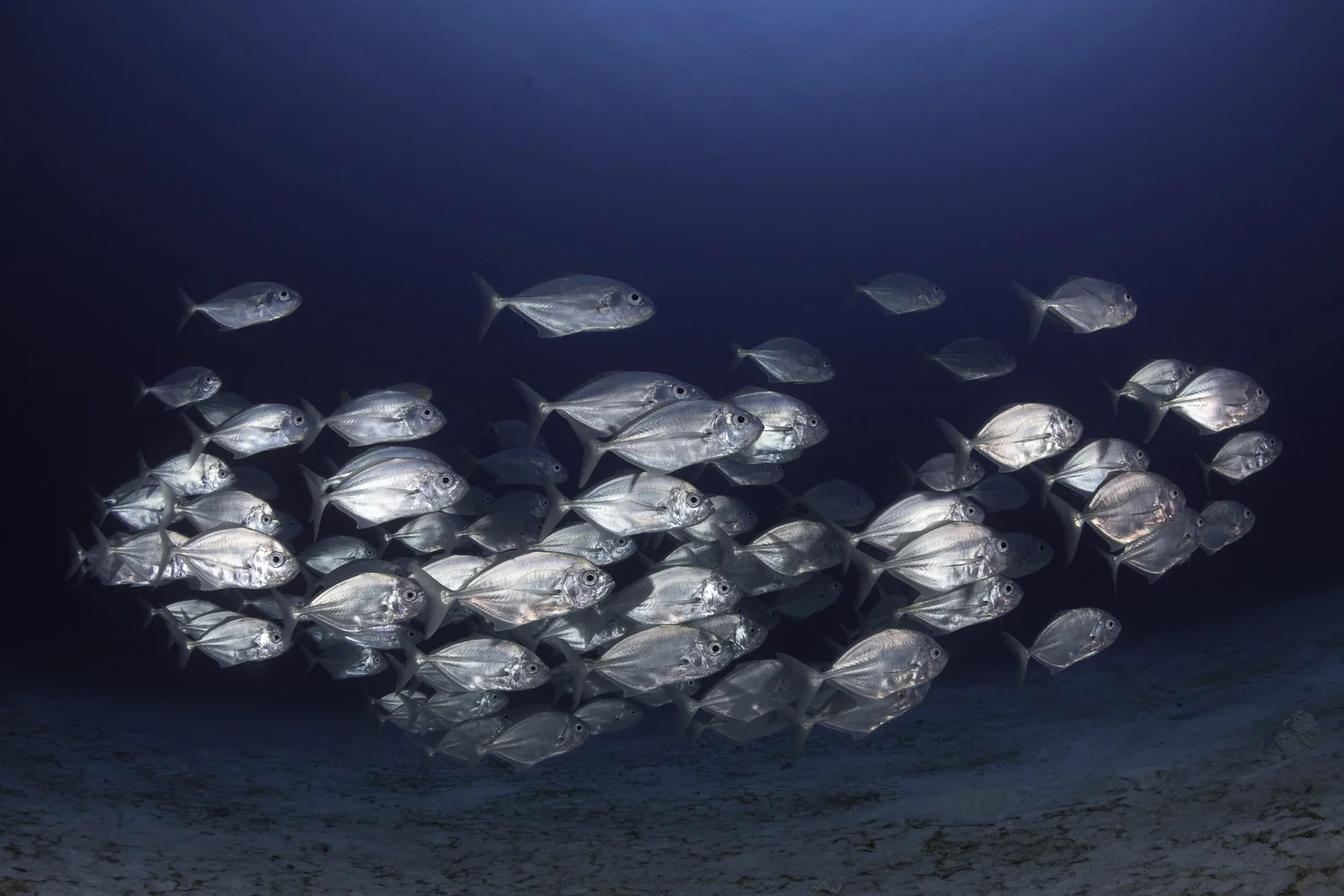 Ocean Resources Oceans Aware