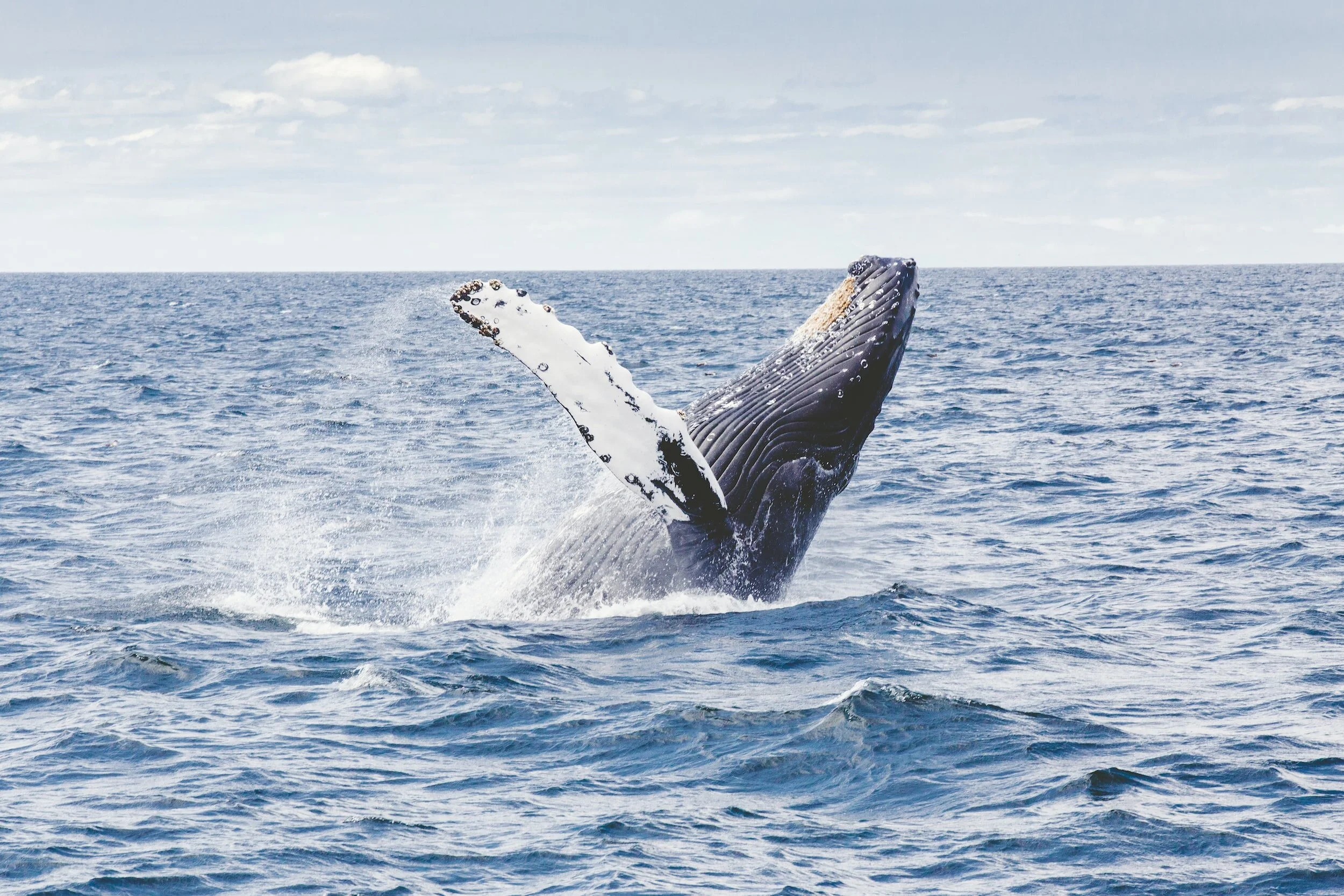 ocean life — oceans aware