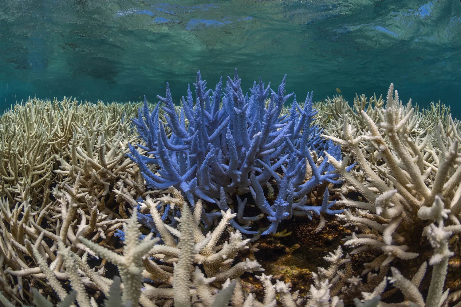 ocean habitats (coral reefs) — oceans aware