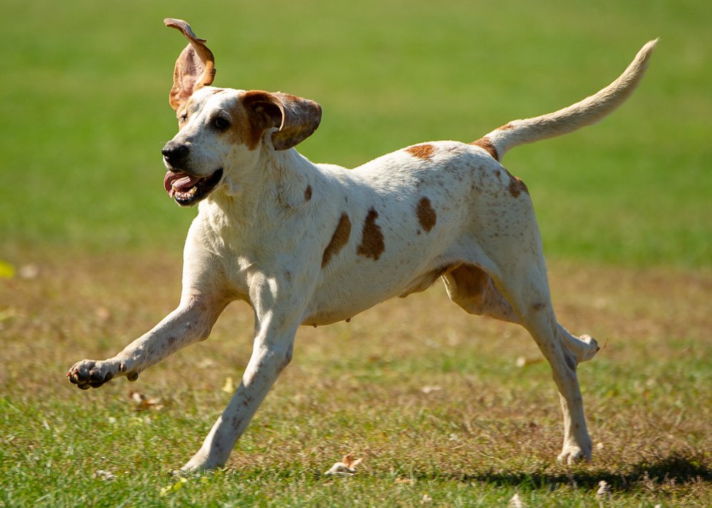 Blog 2 — Myopia Hunt