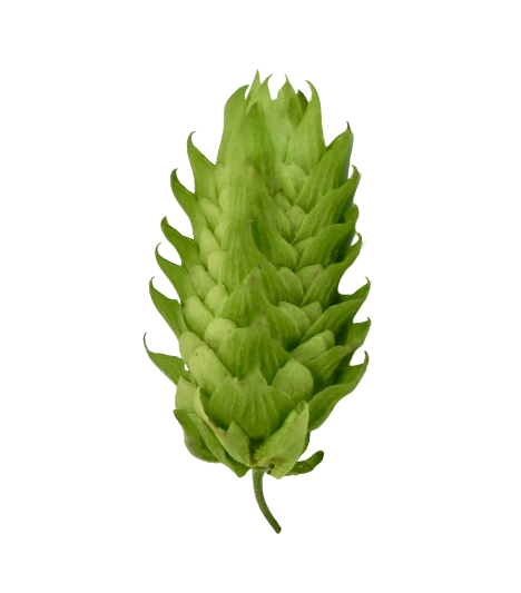 Buy Comet Hops — Christensen Hops