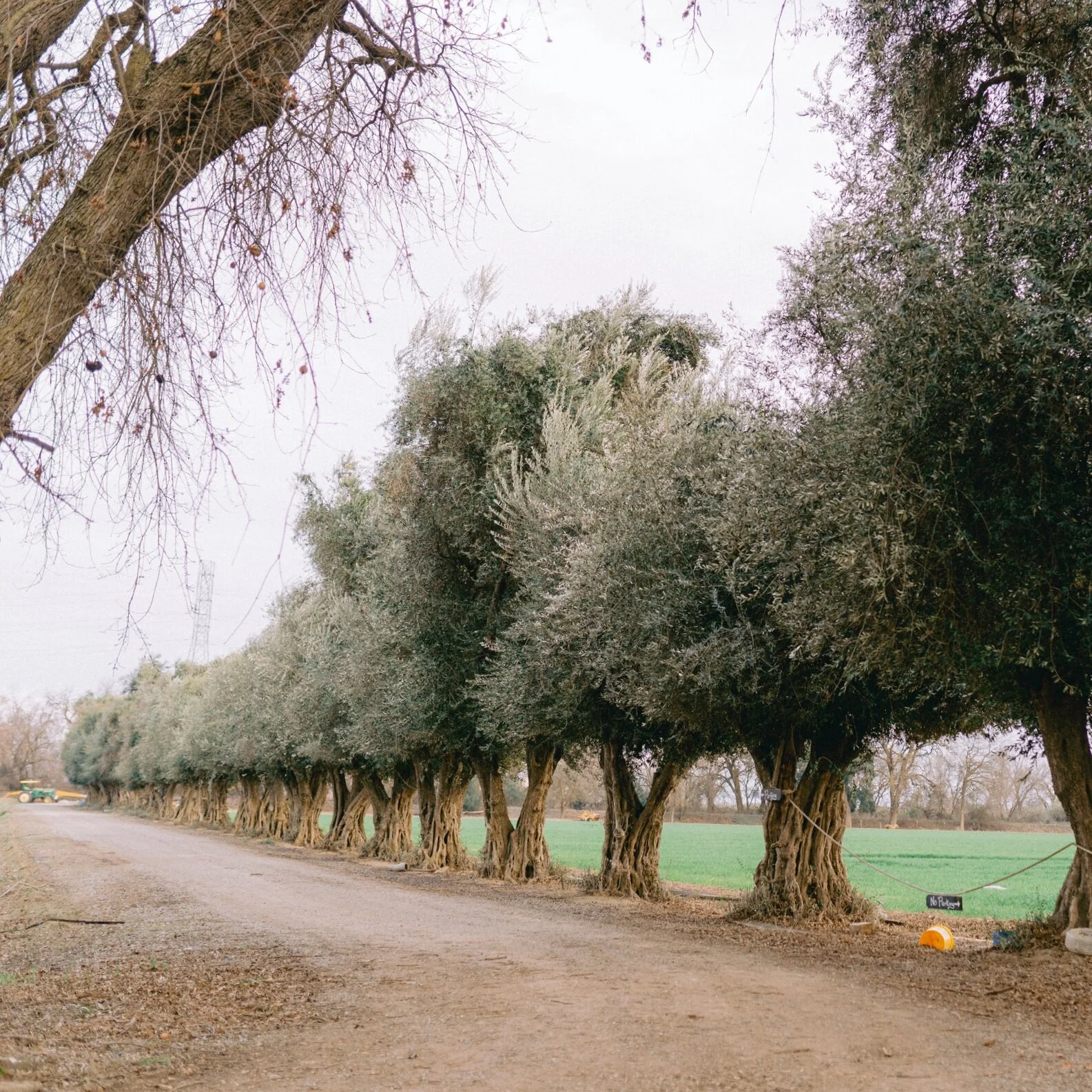 Gallery — Hidden Grove