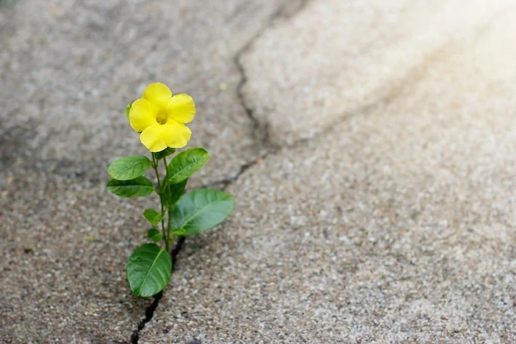The Impact of Childhood Trauma on Identity: Shifting the Narrative ...