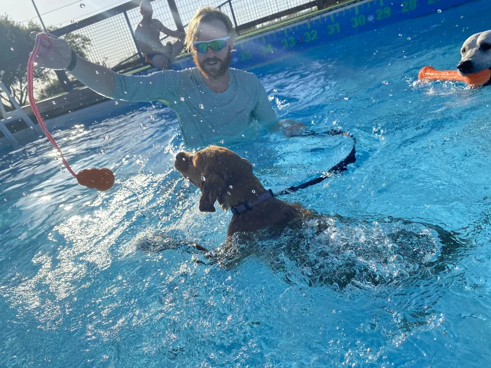 How Do You Introduce A Dog To Swimming
