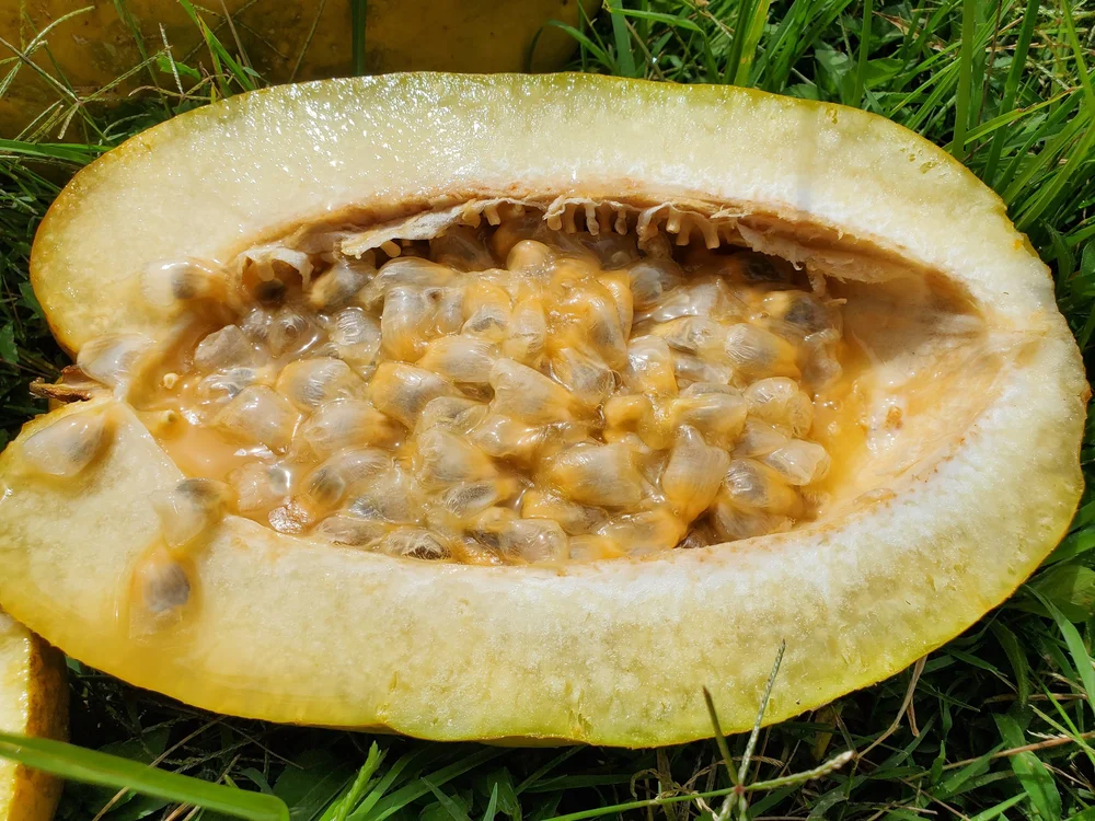 Giant Granadilla