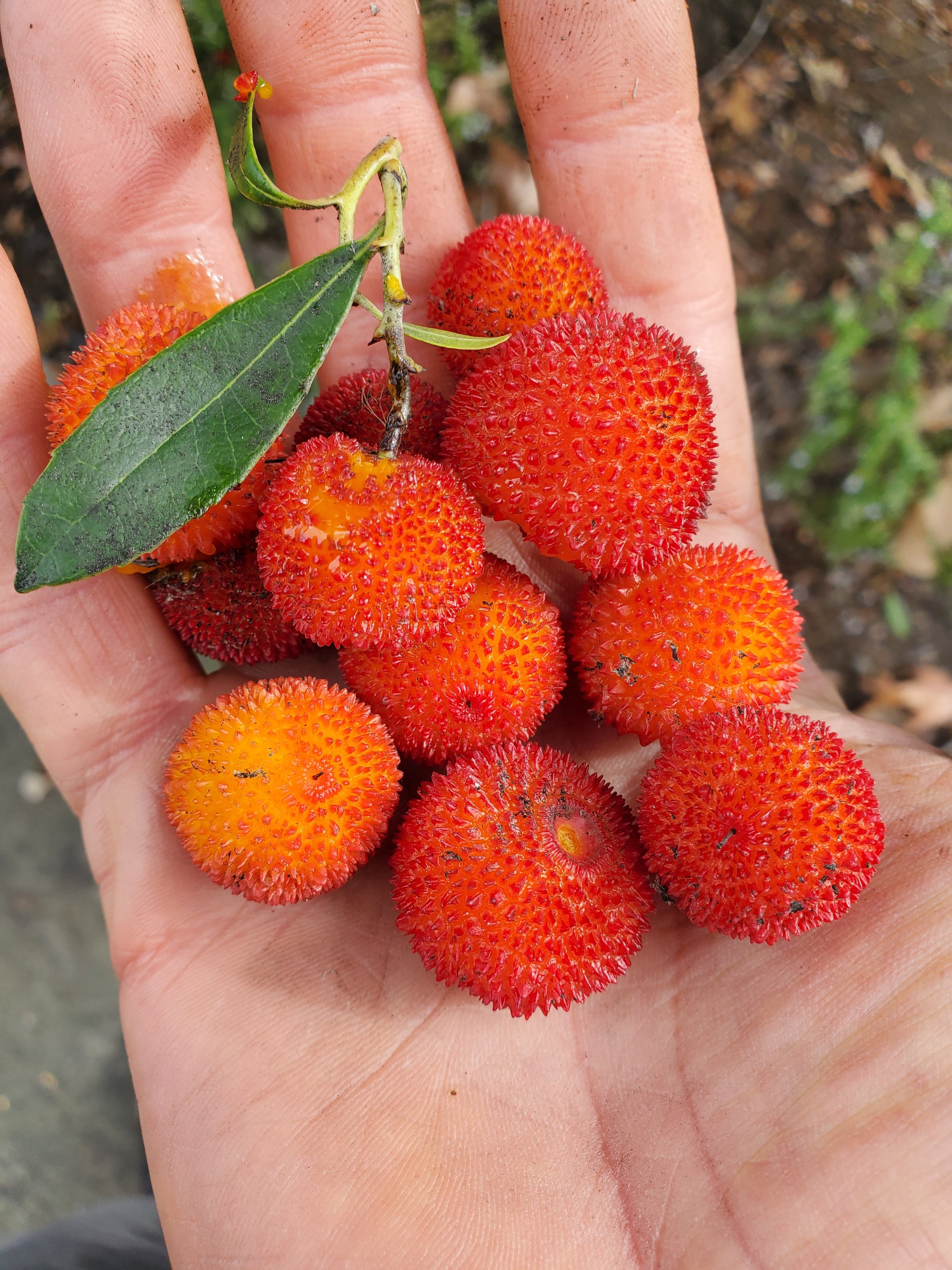 Strawberry Tree (Arbutus unedo) ericaceae — Raindance seeds