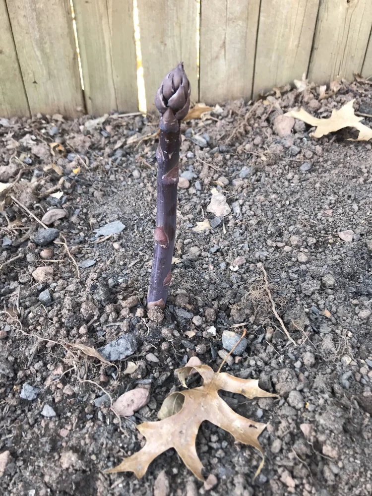 Early Spring Gardening — Broadway Gardener