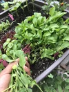Early Spring Gardening — Broadway Gardener