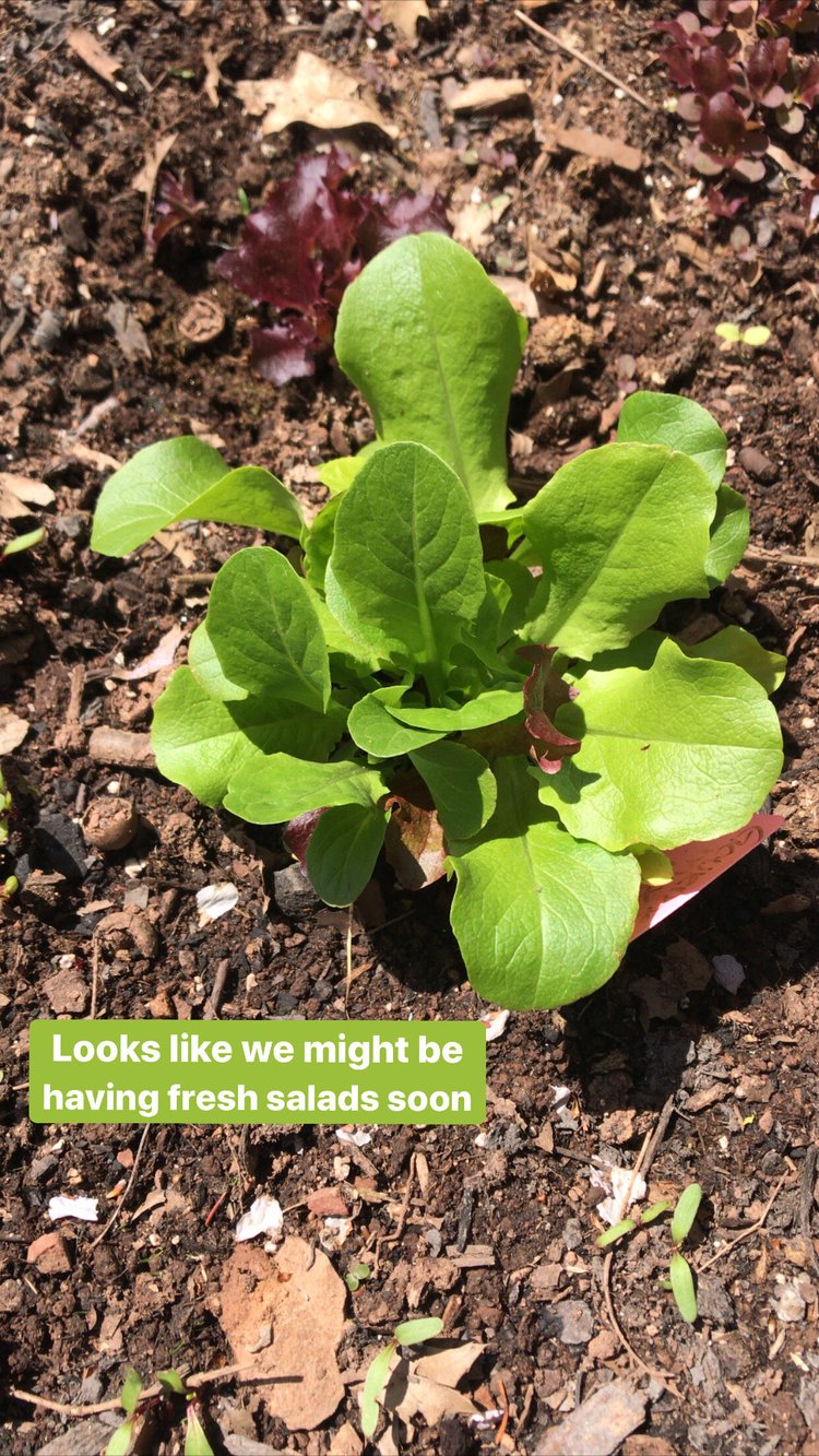 Early Spring Gardening — Broadway Gardener