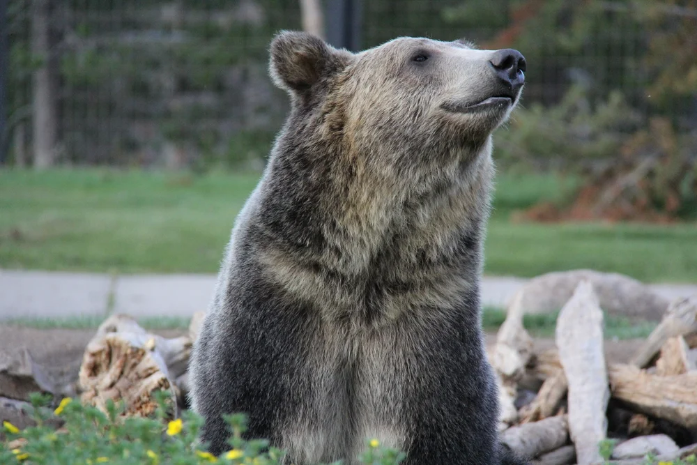 People and Carnivores