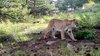 People and Carnivores