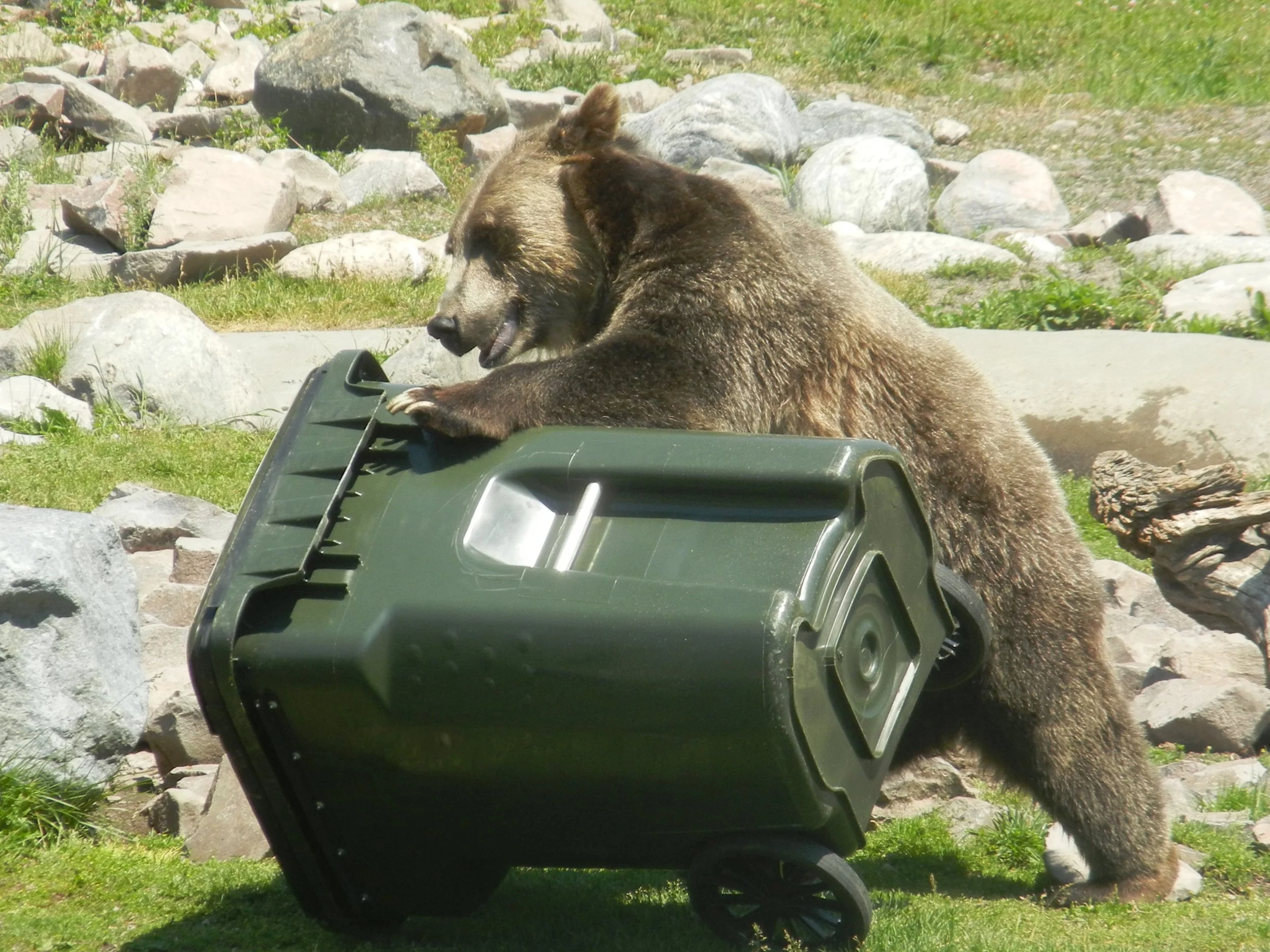 People and Carnivores