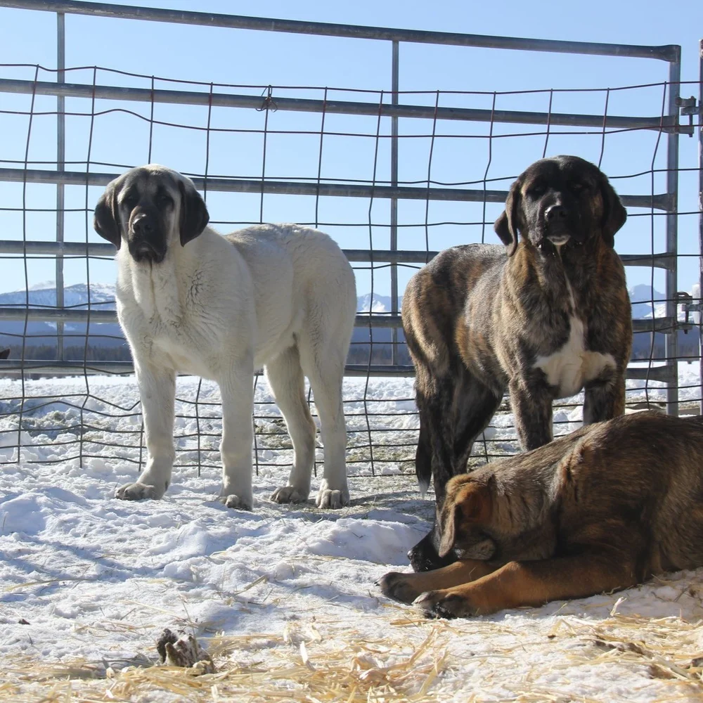 People and Carnivores