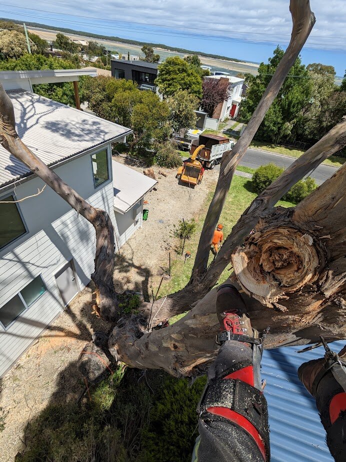 Professional Tree Services North Gold Coast