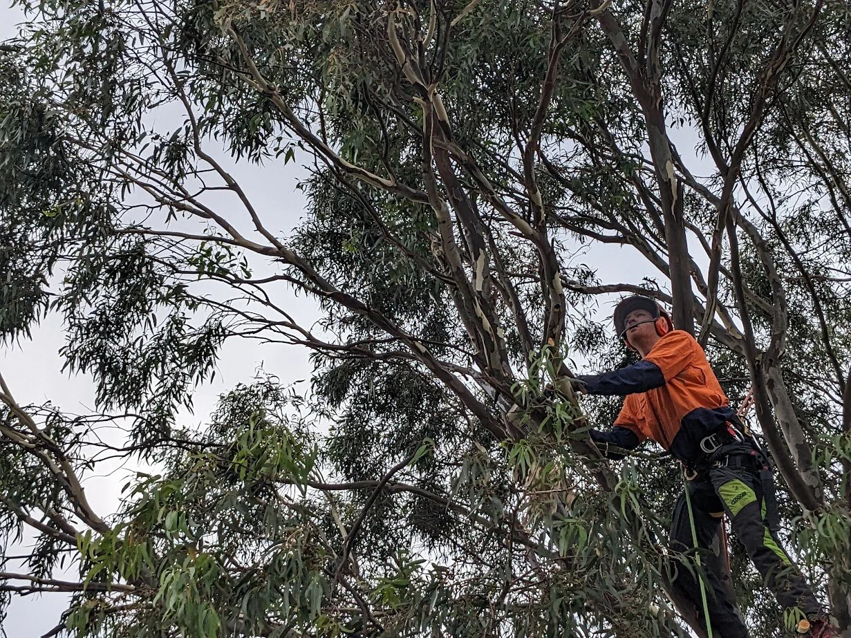 Professional Tree Services Brisbane