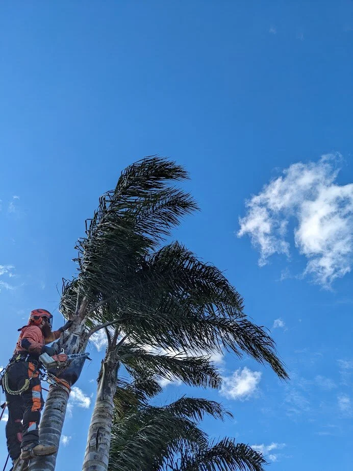 Professional Tree Services North Gold Coast
