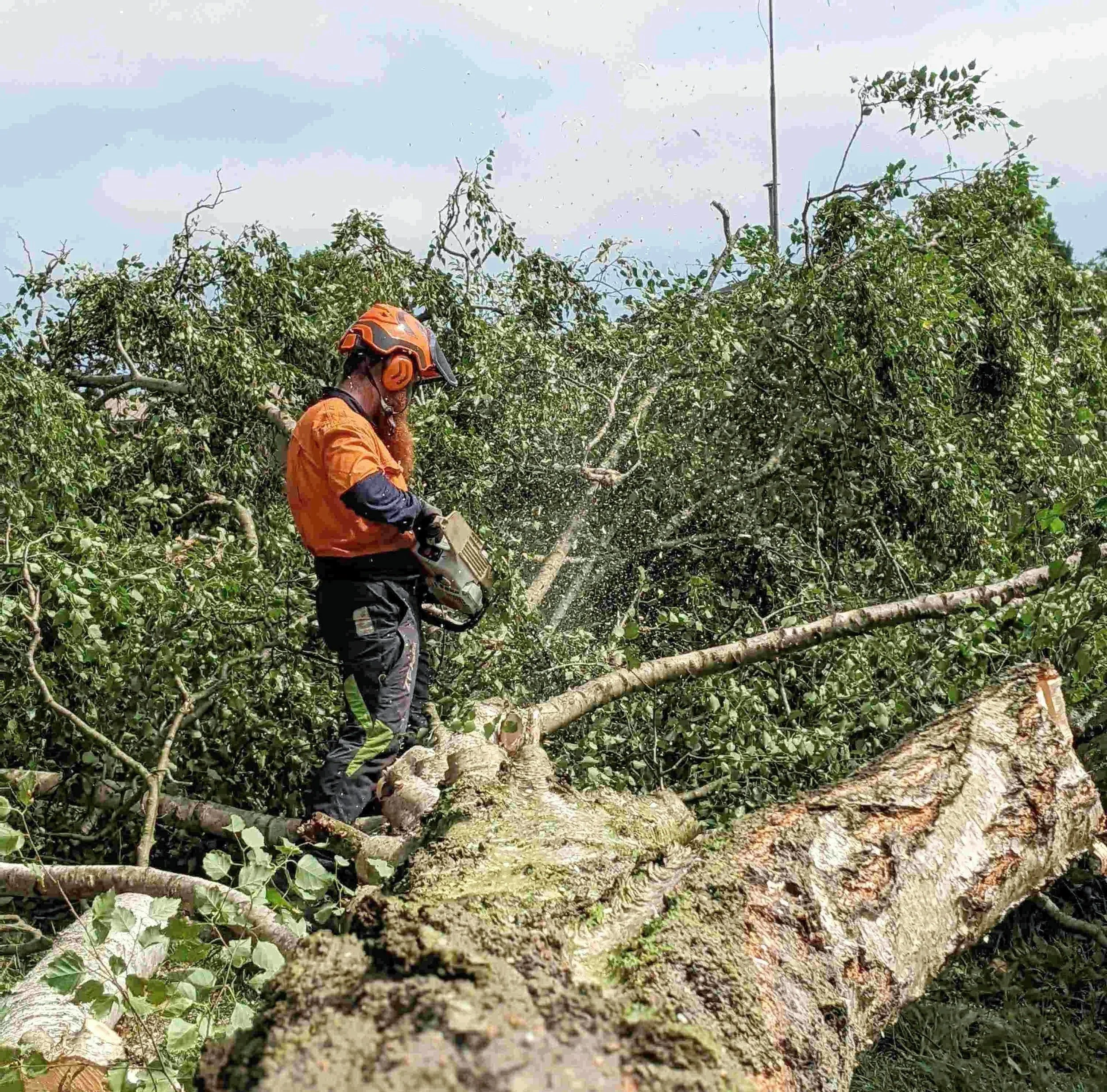 Professional Tree Services North Gold Coast