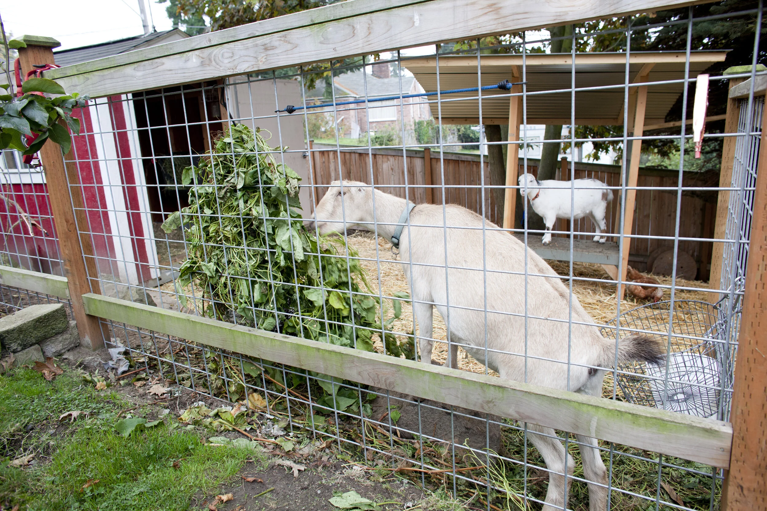 The Basics of Small Scale Goat Keeping — City Goats
