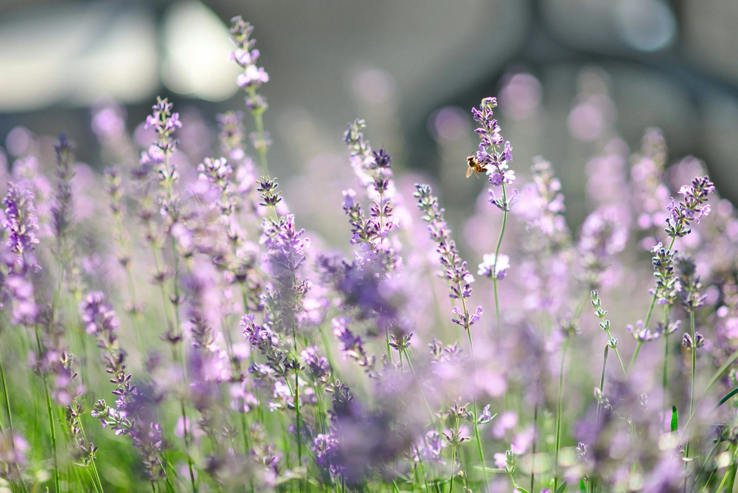 Red Hill Lavender
