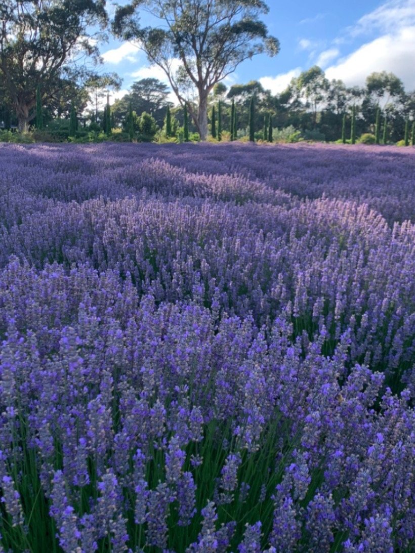 Red Hill Lavender