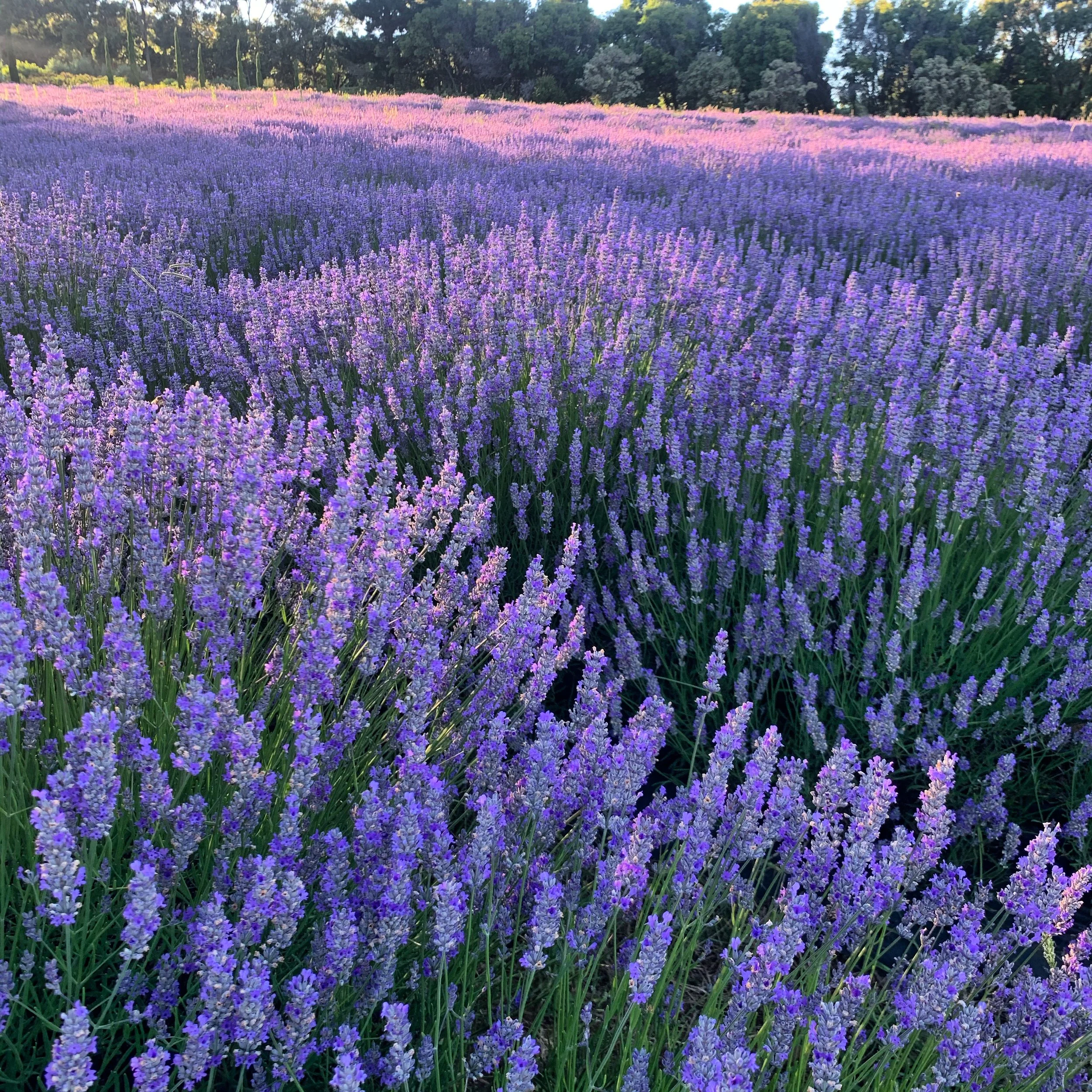 Red Hill Lavender