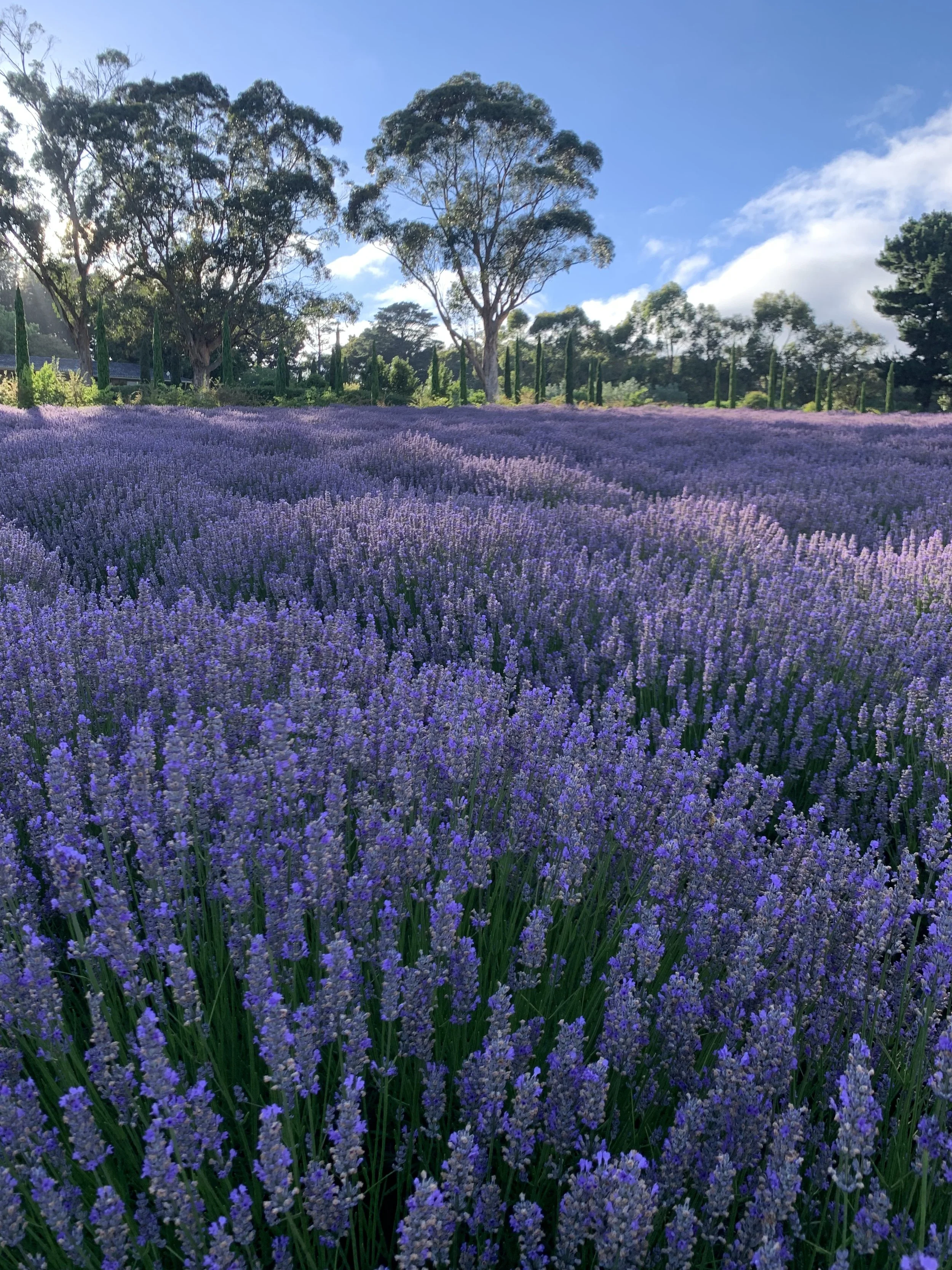 Red Hill Lavender