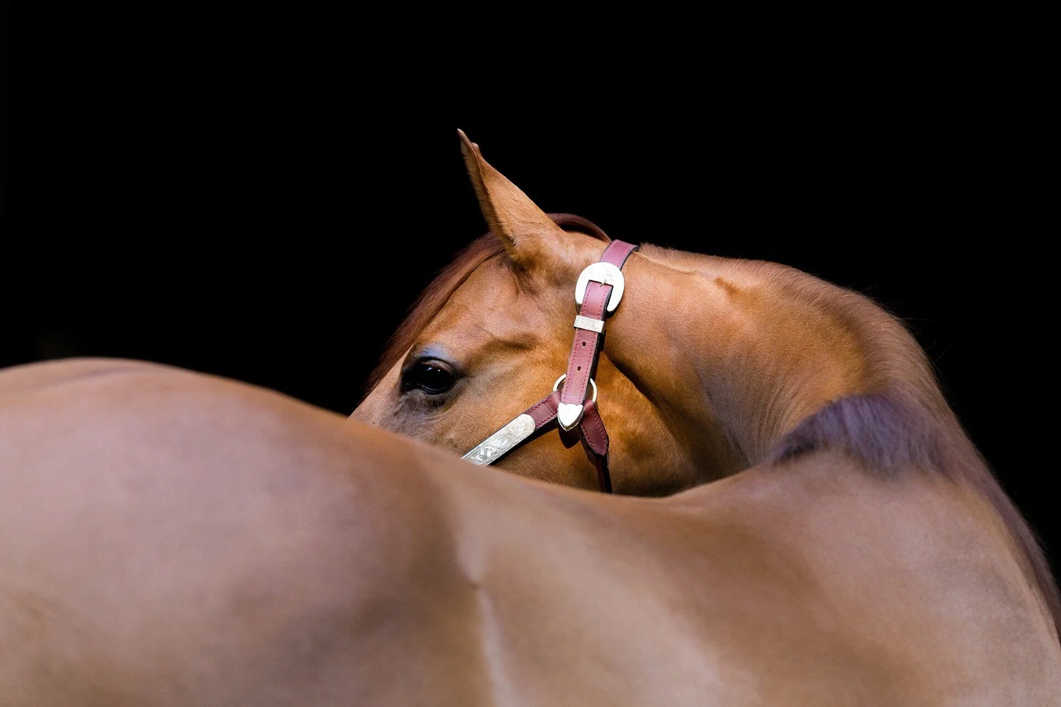 Understand Horses