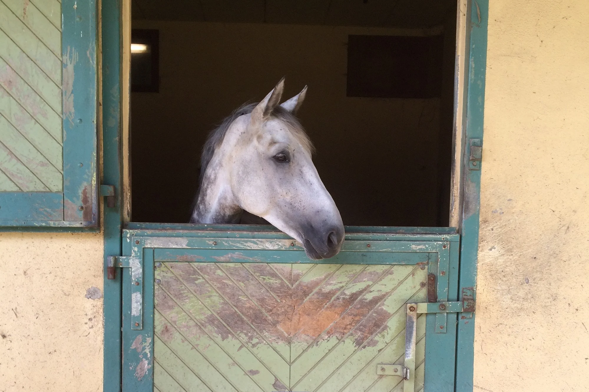Understand Horses | Equine Webinars