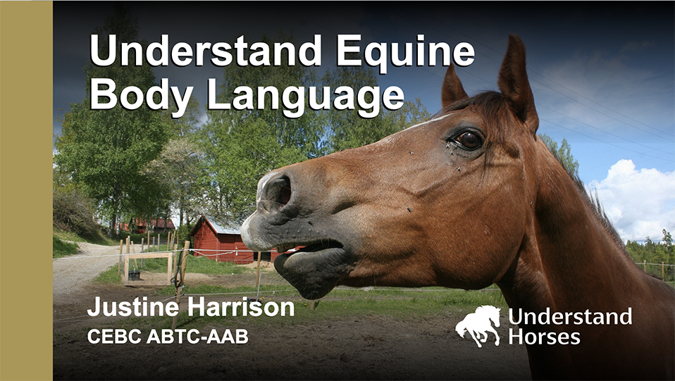 Understand Horses | Courses
