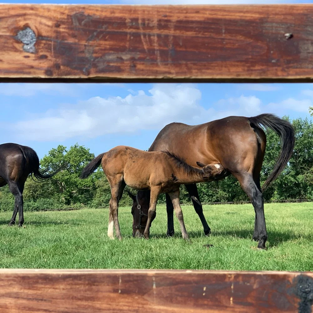 Understand Horses | Better Weaning for Mare and Foal
