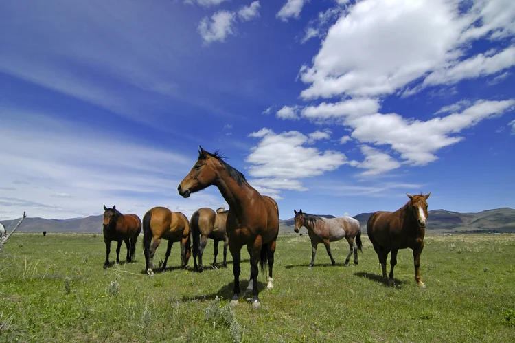 Understand Horses | Courses