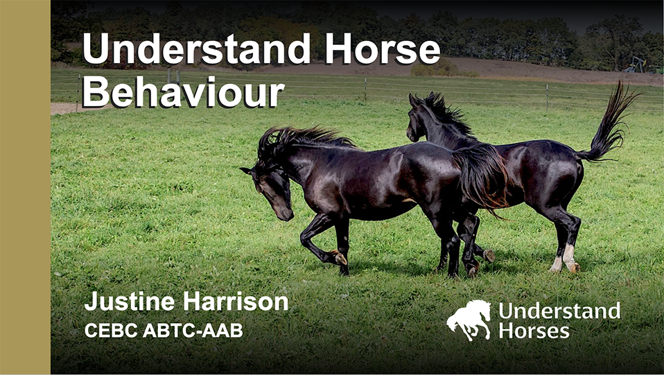 Understand Horses | Courses