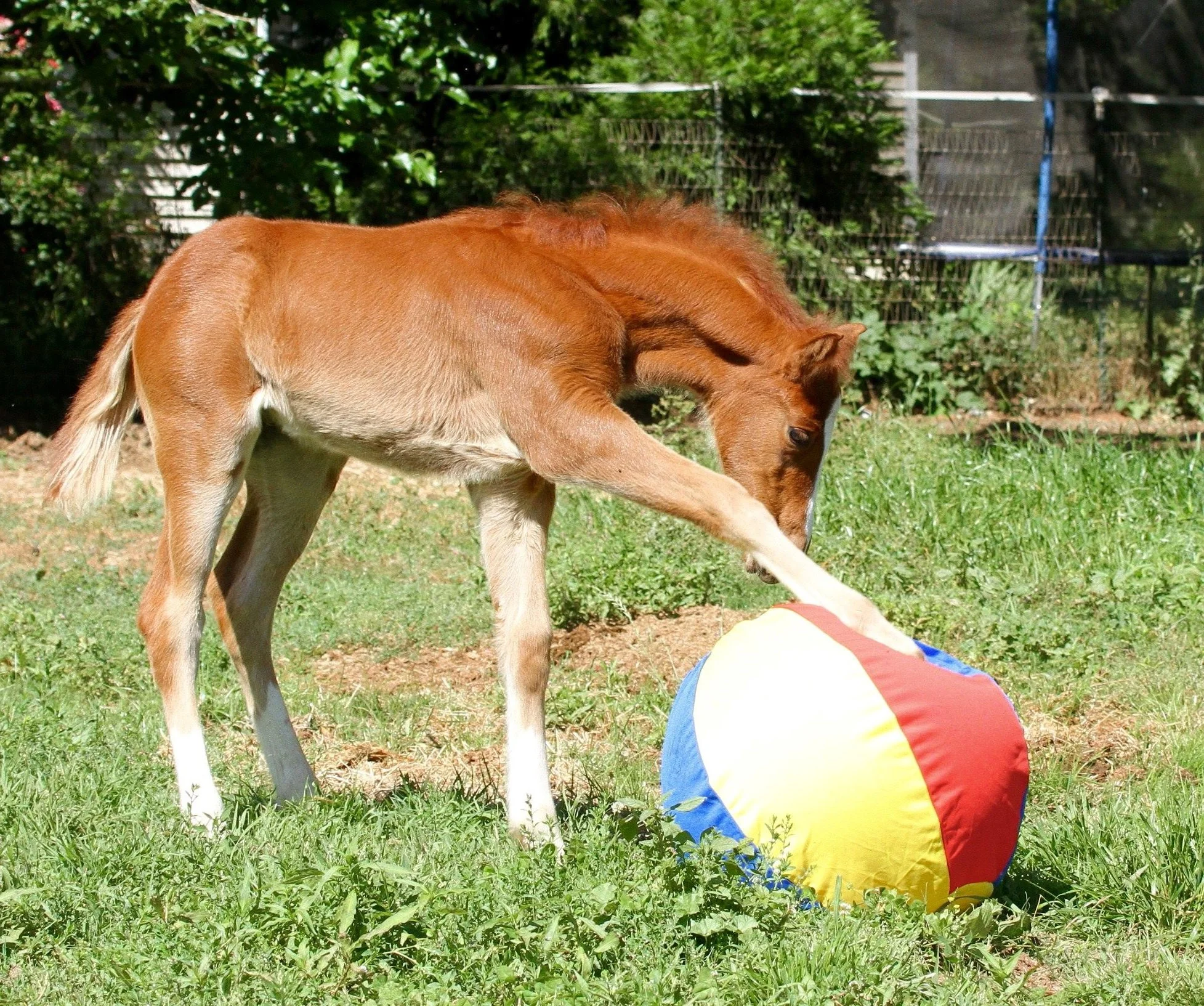 Understand Horses | Play In Horses - Benefits and Behaviours