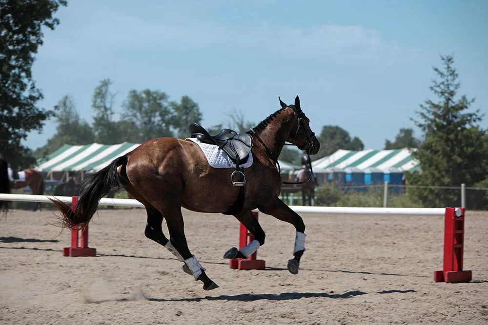 Understand Horses | Understand Anxiety, Fears and Phobias in Horses