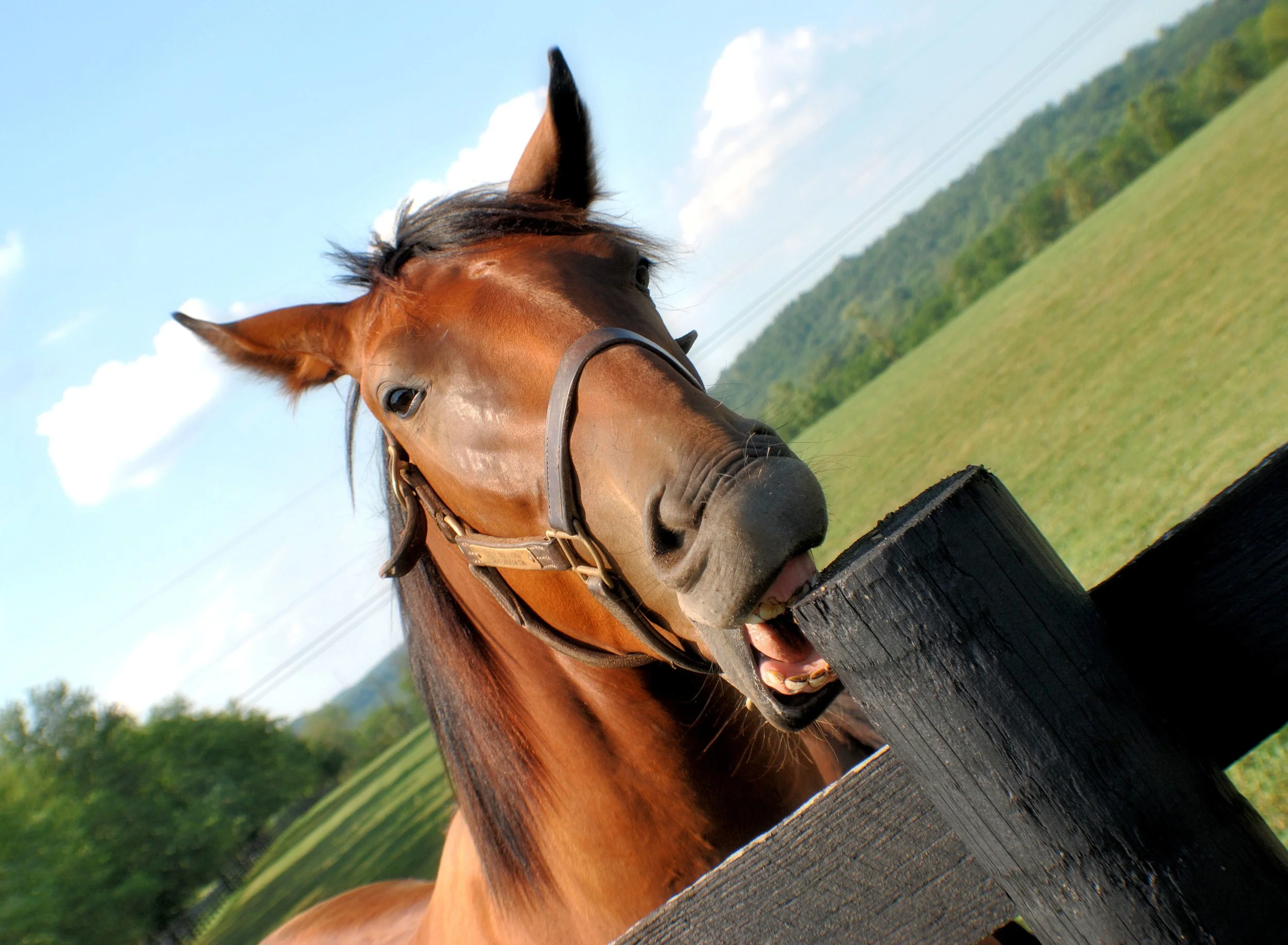 Understand Horses | Events