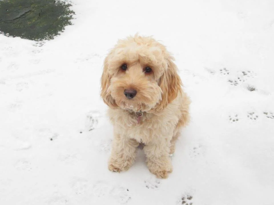 Cockapoo | Licensed Breeders Cockapoo UK