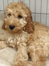 Cockapoo | Licensed Breeders Cockapoo UK