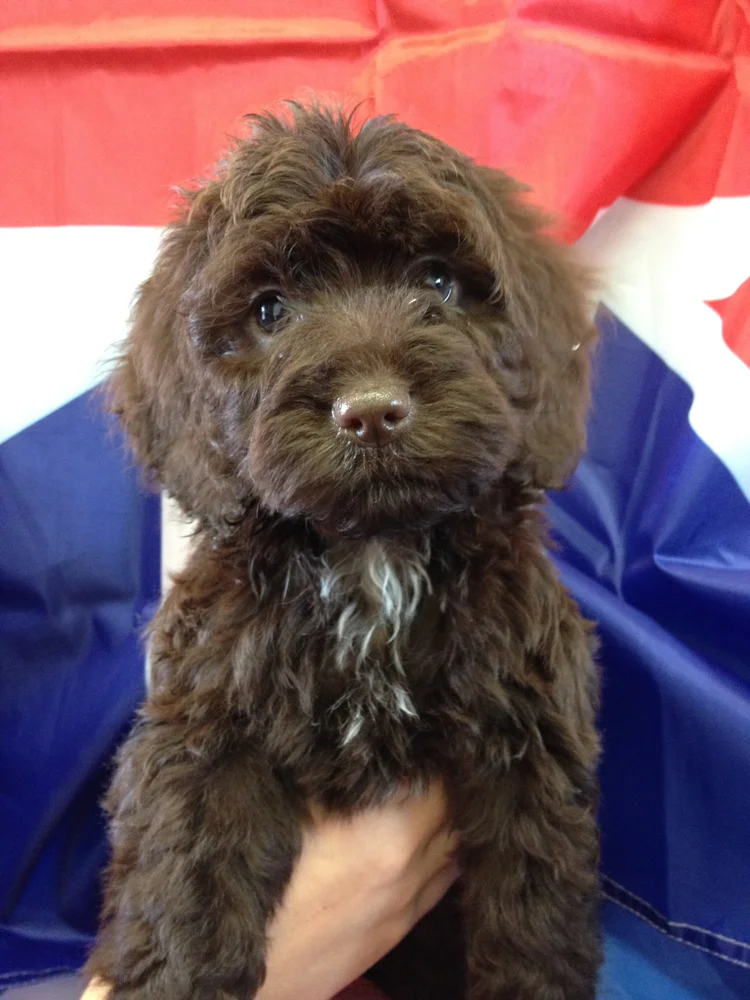 Cockapoo | Licensed Breeders Cockapoo UK