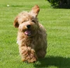 Cockapoo | Licensed Breeders Cockapoo UK