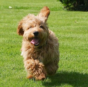 Cockapoo | Licensed Breeders Cockapoo UK