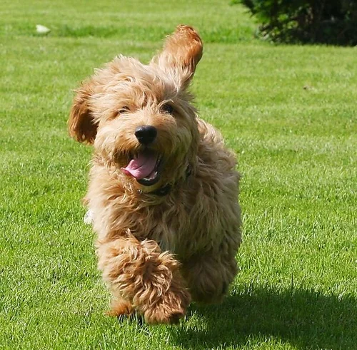 Cockapoo | Licensed Breeders Cockapoo UK